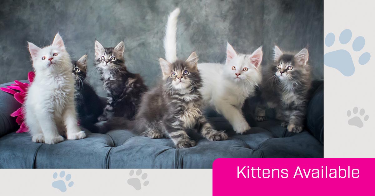 Southland Maine Coons - Breeder of Exceptional Maine Coon Kittens & Cats